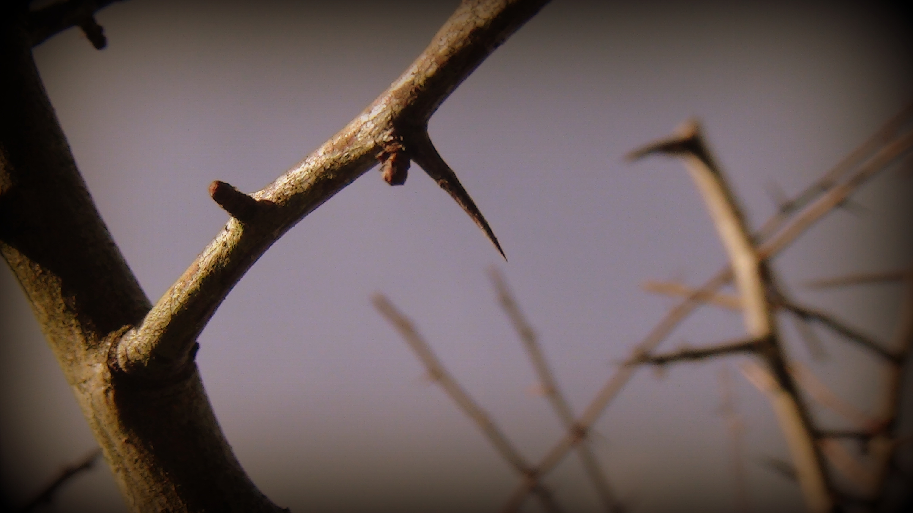 Significance of the crown of thorns | Simon Peter Sutherland