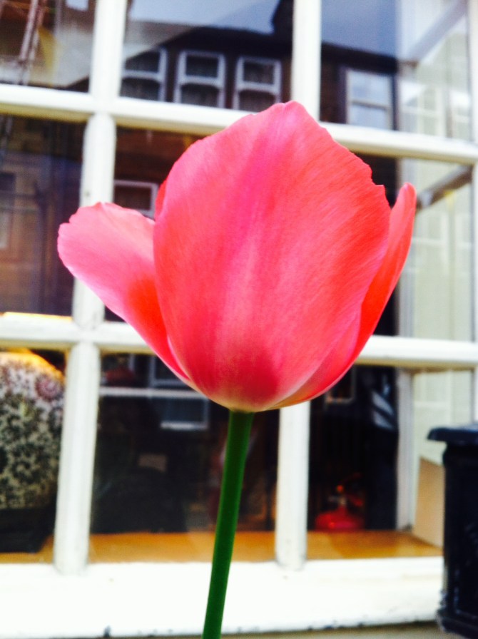A 20th century revival of 17th century Tulip Mania | Simon Peter Sutherland